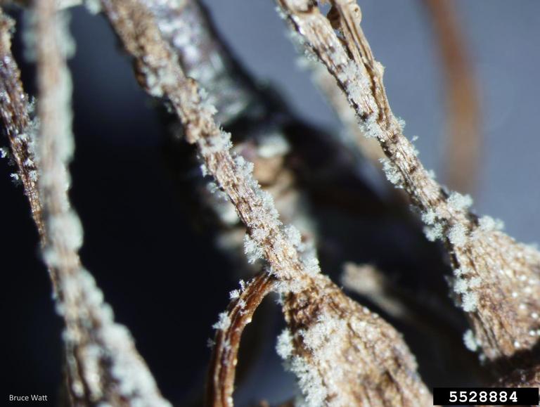 brown rots (Genus Monilinia Bonord.)