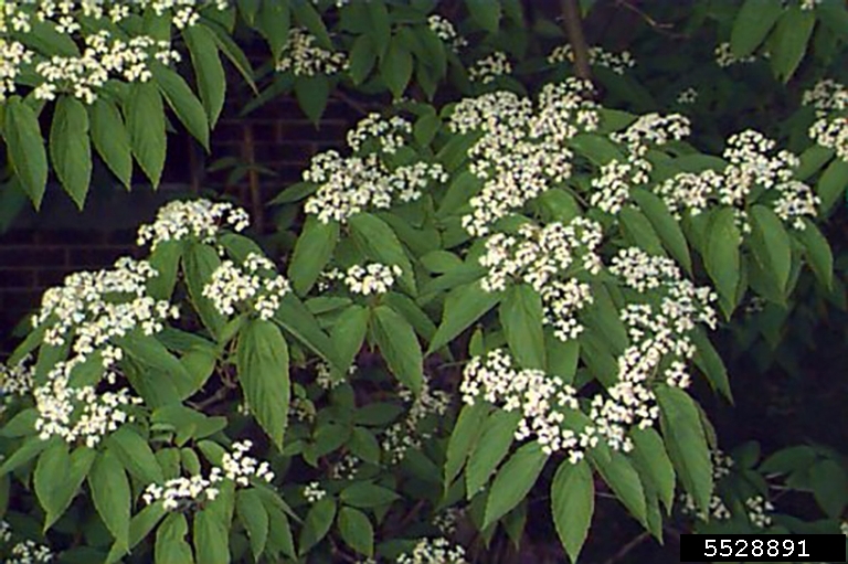 tea viburnum (Viburnum setigerum Hance)