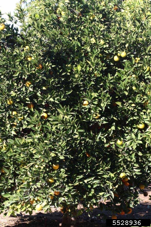 Valencia (Citrus x aurantium cv. Valencia)