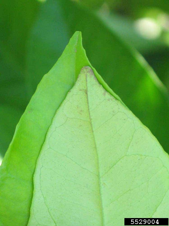 Valencia Rhode Red (Citrus x aurantium cv. Valencia Rhode Red)