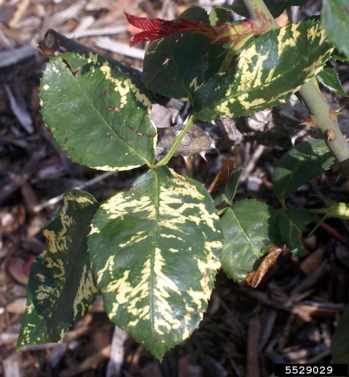 apple mosaic virus (ApMV) (Ilarvirus Apple mosaic virus (ApMV))