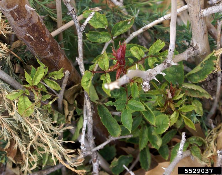 rose rosette disease (RRD) (Emaravirus Rose rosette disease)