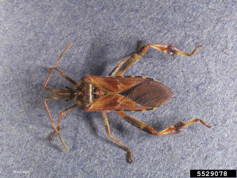 western conifer-seed bug, Leptoglossus occidentalis (Hemiptera ...