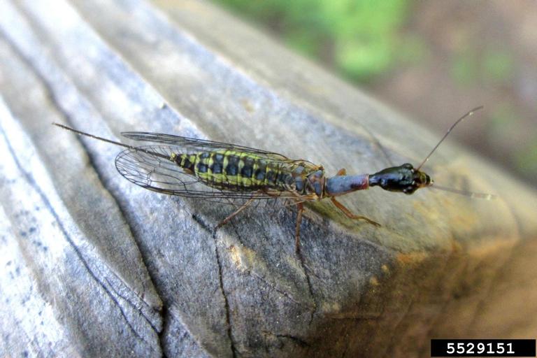 snakeflies (Genus Raphidia)
