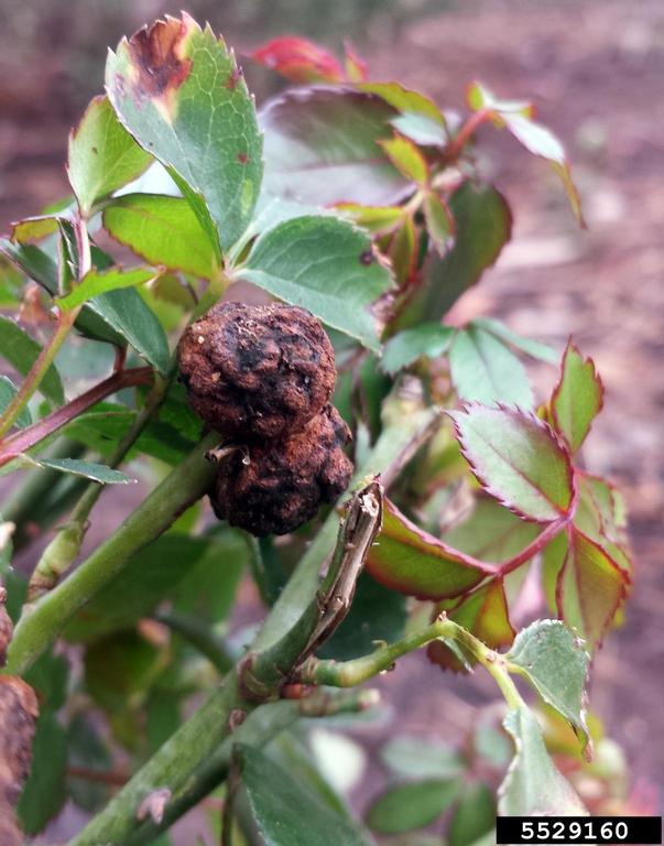 crown gall (Rhizobium radiobacter)