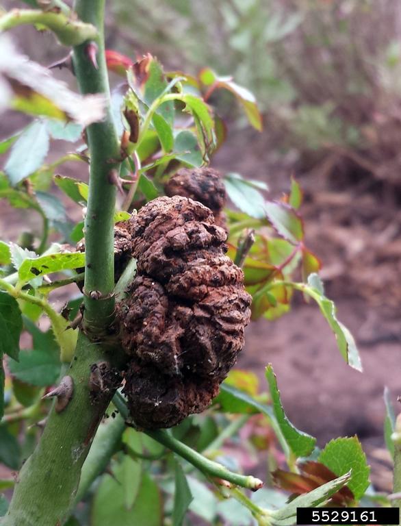 crown gall (Rhizobium radiobacter)