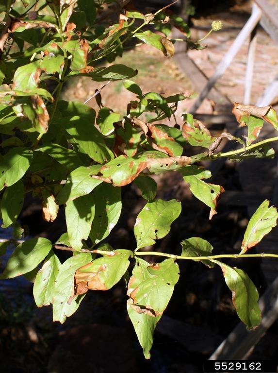bacterial leaf scorch (Xylella fastidiosa)
