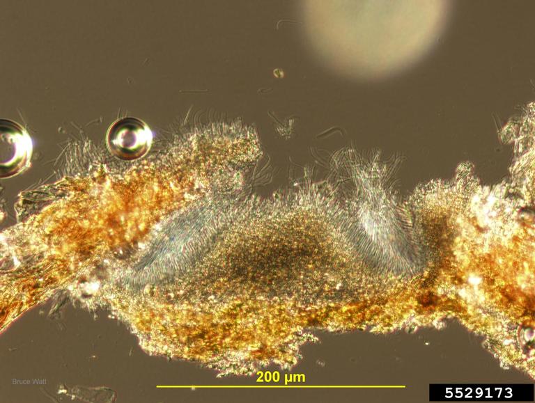 Phomopsis cankers and twig blights (Genus Phomopsis)
