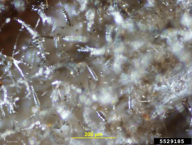 purple blotch (Alternaria porri (Ellis) Cif.)