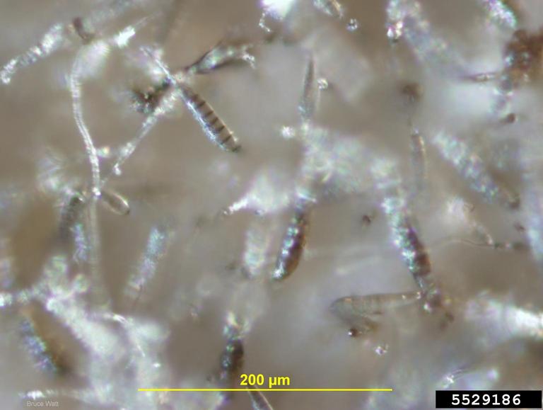 purple blotch (Alternaria porri)