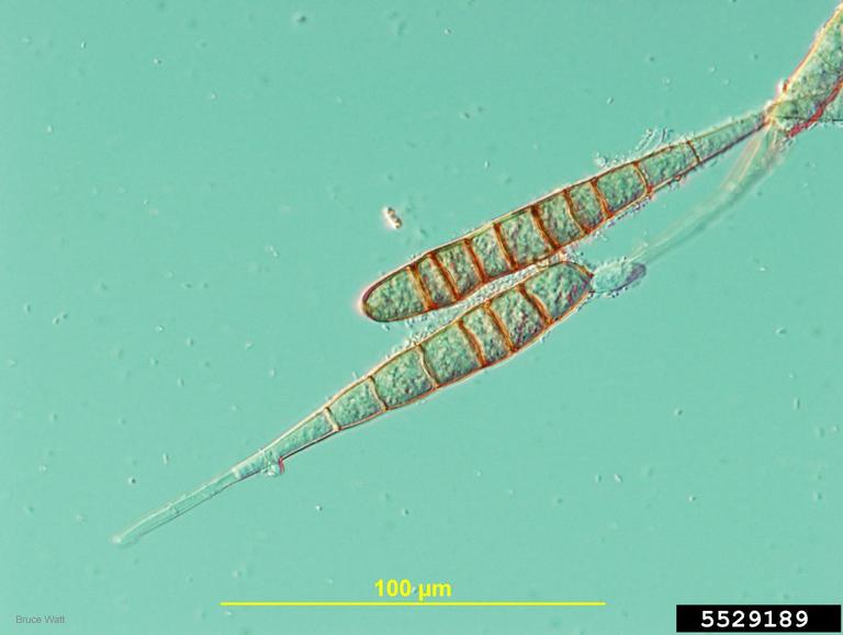 purple blotch (Alternaria porri)