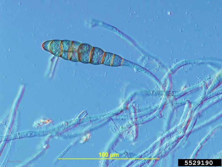 purple blotch (Alternaria porri)