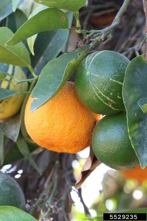 Variegated Sour Orange (Citrus x aurantium cv. Variegated Sour Orange L.)