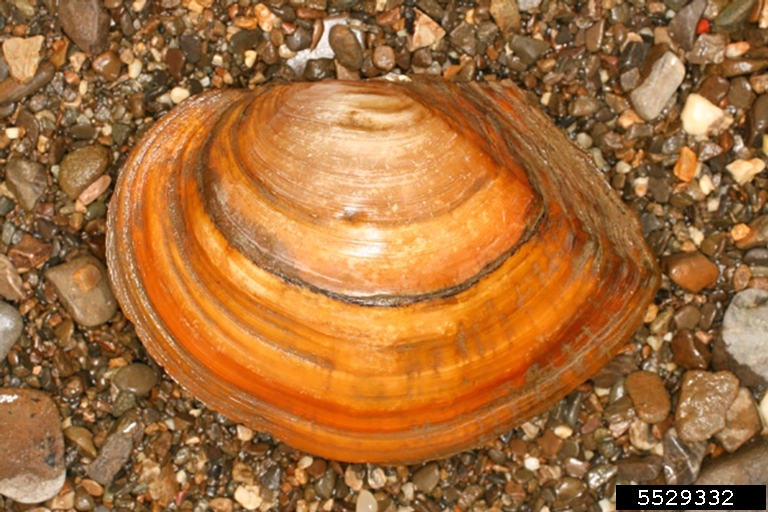 Chinese pond mussel (Sinanodonta woodiana (Lea, 1834))