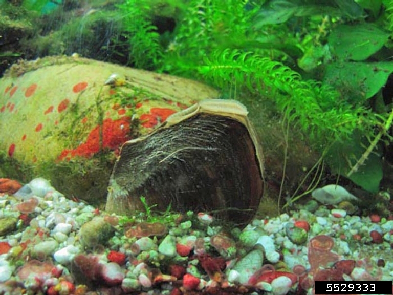 Chinese pond mussel, Sinanodonta woodiana (Unionoida: Unionidae) - 5529333