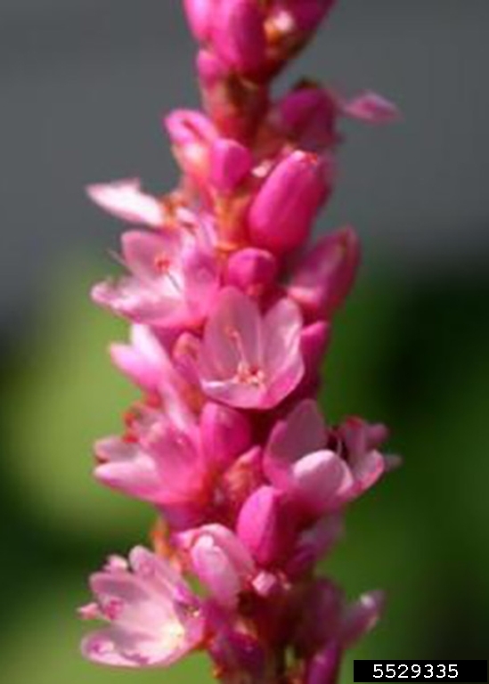 princess-feather (Persicaria orientalis (L.) Spach)