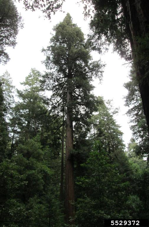 redwood (Sequoia sempervirens (Lamb. ex D. Don) Endl.)