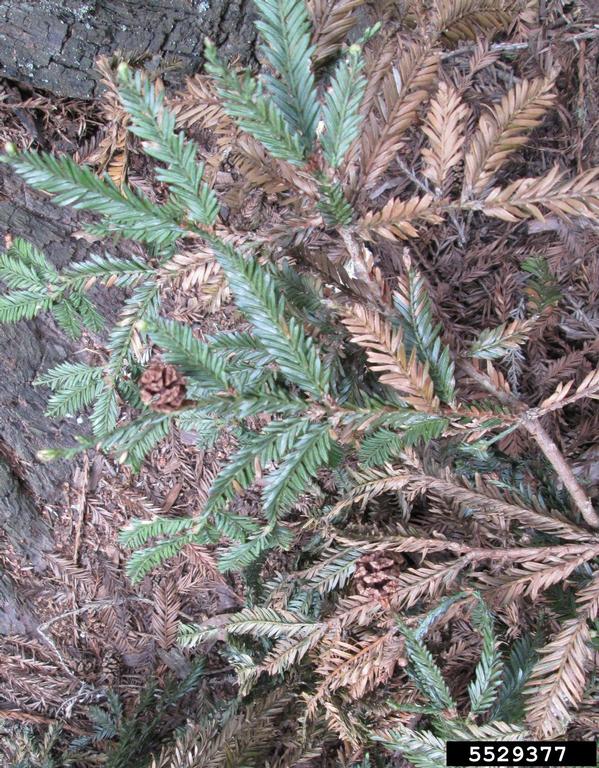 redwood (Sequoia sempervirens)