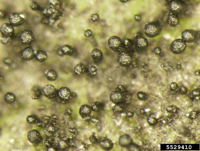 Sooty Mold (Genus Capnodium)