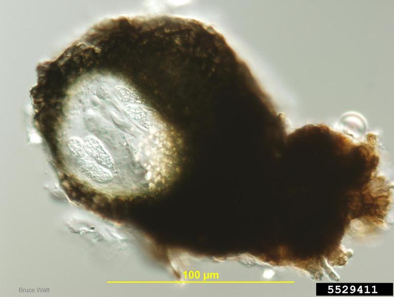 Sooty Mold (Genus Capnodium)