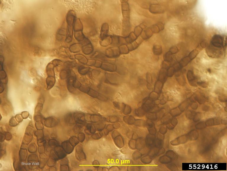 Sooty Mold (Genus Capnodium)