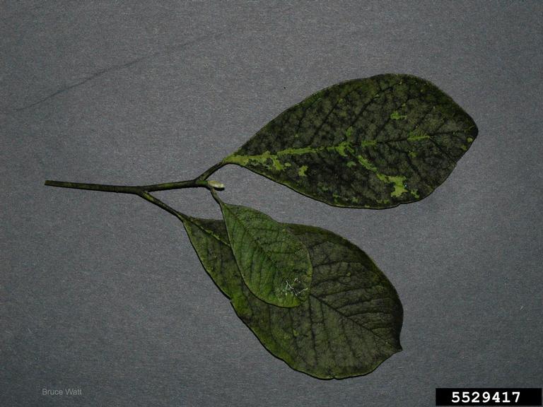 Sooty Mold (Genus Capnodium)