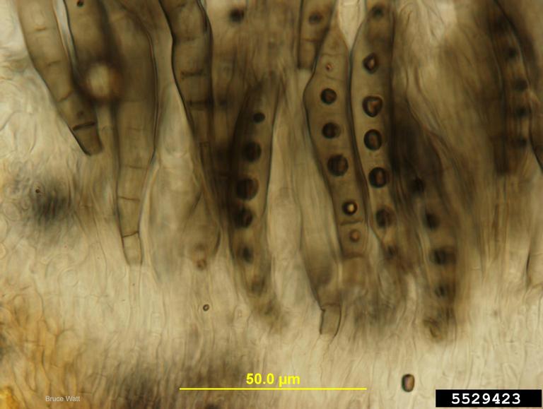 Coryneum twig blight (Genus Coryneum)