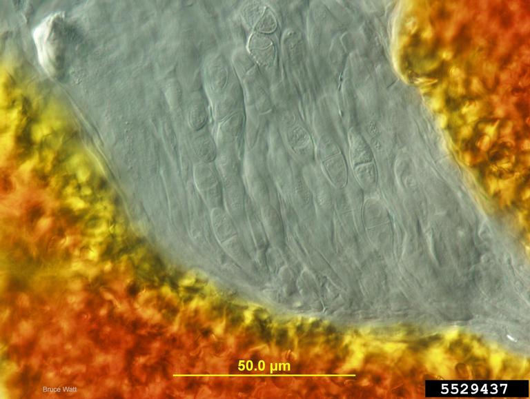 Nectria canker (Genus Nectria (Fr.) Fr.)