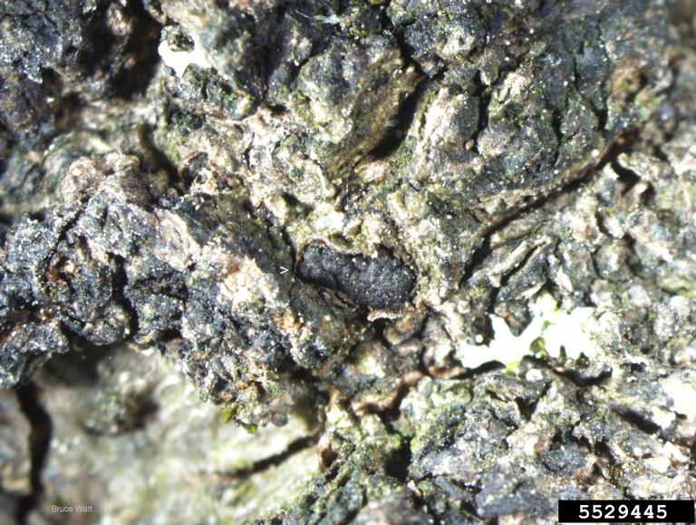 Botryosphaeria rots and cankers (Genus Botryosphaeria)