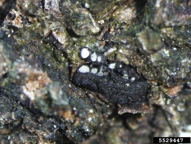 Botryosphaeria rots and cankers (Genus Botryosphaeria)