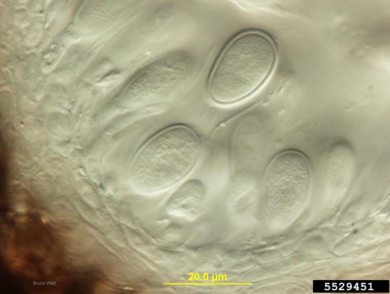 Botryosphaeria rots and cankers (Genus Botryosphaeria)