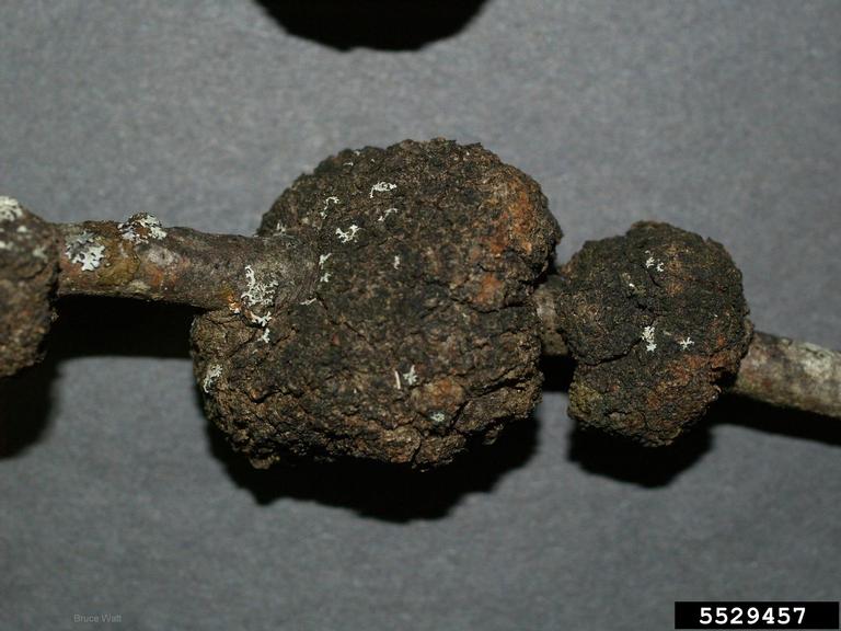 Botryosphaeria rots and cankers (Genus Botryosphaeria Ces. & De Not.)