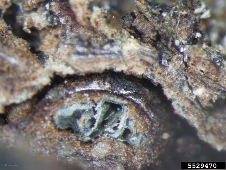 Cytospora cankers (Genus Cytospora)