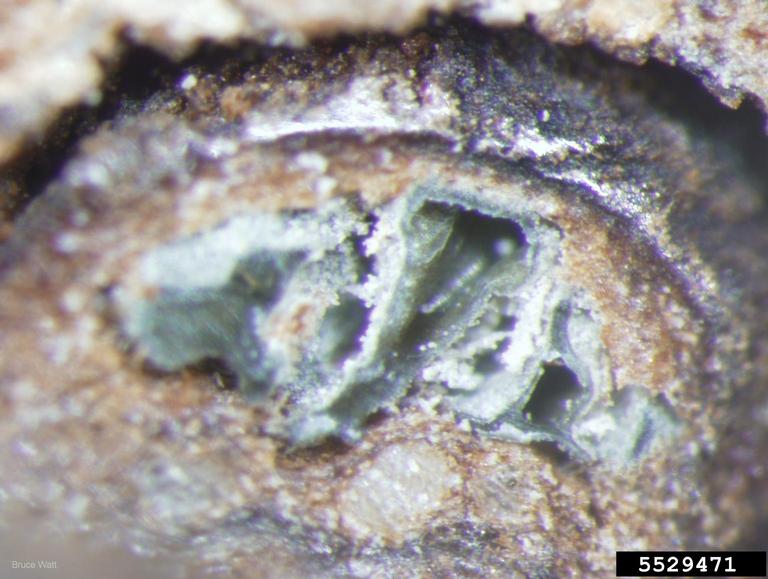 Cytospora cankers (Genus Cytospora)