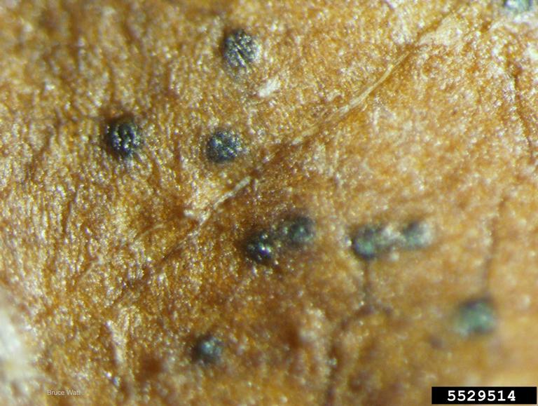 Phyllosticta leaf spots (Genus Phyllosticta Pers.)