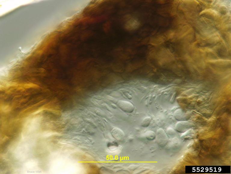 Phyllosticta leaf spots (Genus Phyllosticta Pers.)