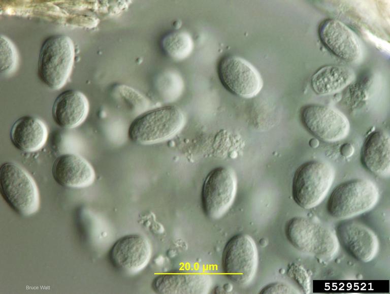 Phyllosticta leaf spots (Genus Phyllosticta Pers.)