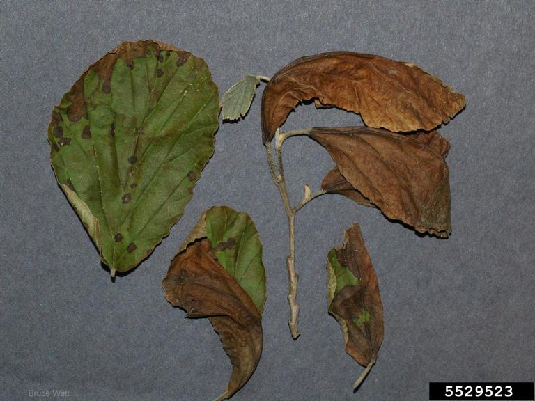 Phyllosticta leaf spots (Genus Phyllosticta)