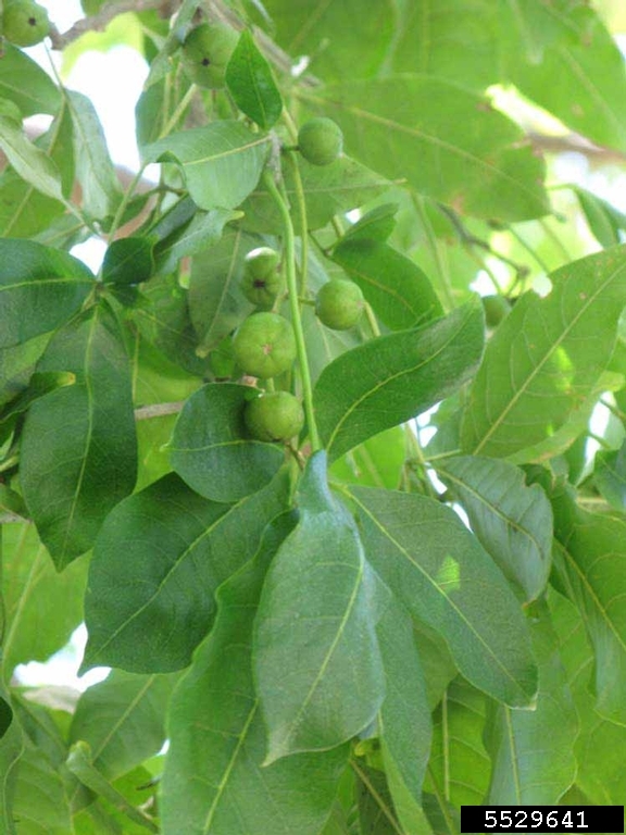White Sapote (Casimiroa edulis cv. White Sapote)