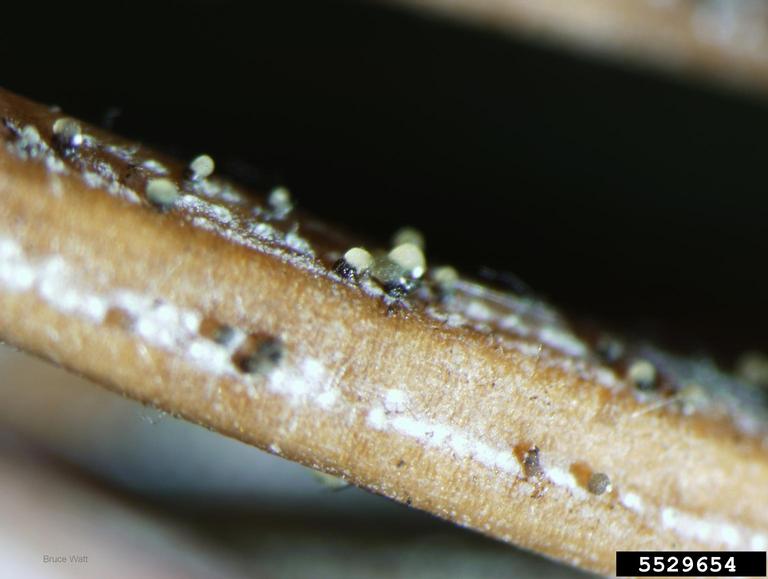 Rhizosphaera needle cast (Rhizosphaera kalkhoffii Bubak)
