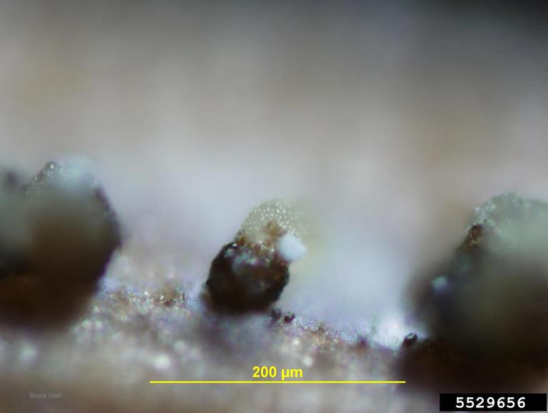 Rhizosphaera needle cast (Rhizosphaera kalkhoffii ) on blue spruce ...