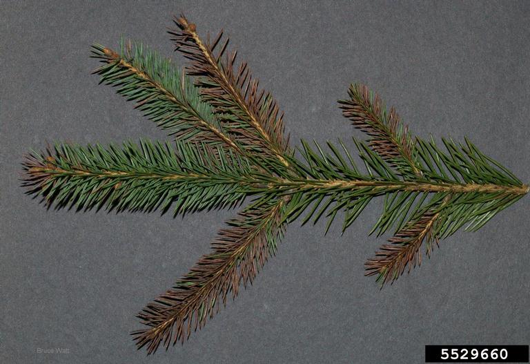 Rhizosphaera needle cast (Rhizosphaera kalkhoffii)