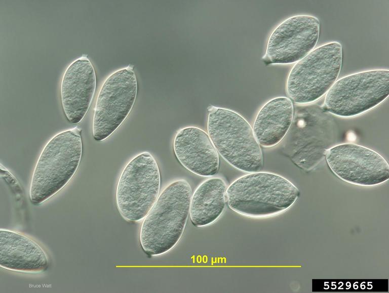 late blight (Phytophthora infestans (Mont.) de Bary)