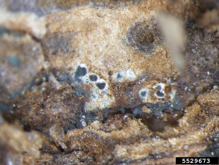 stem canker (Leptosphaeria coniothyrium)