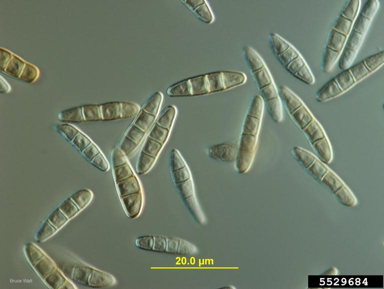 leaf blotch (Genus Stagonospora (Sacc.) Sacc.)