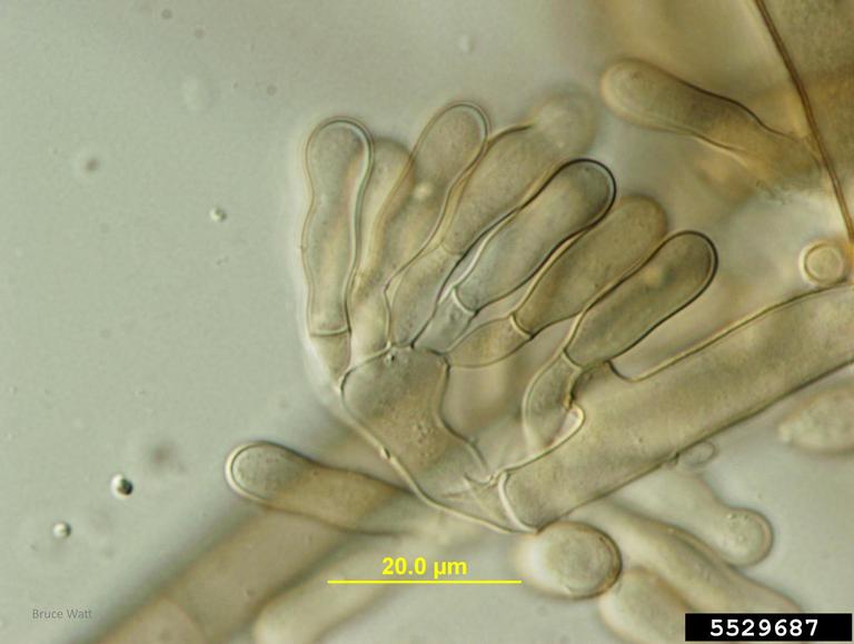 gray molds (Genus Botrytis)