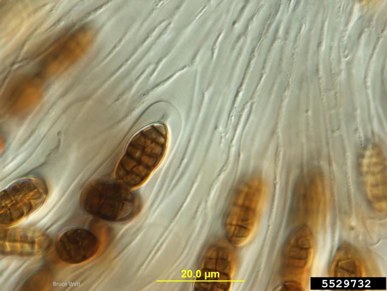 ascomycete fungi (Pleospora spp. ) on blueberry (Vaccinium spp. ) - 5529732