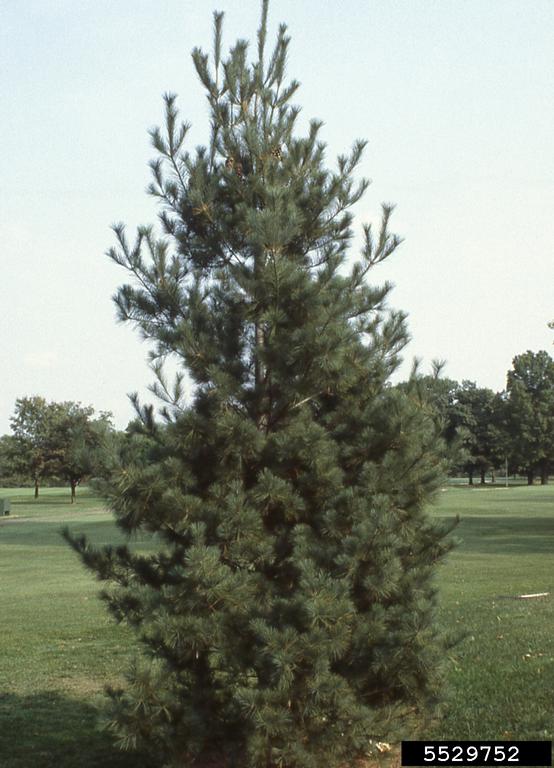 eastern white pine (Pinus strobus L.)