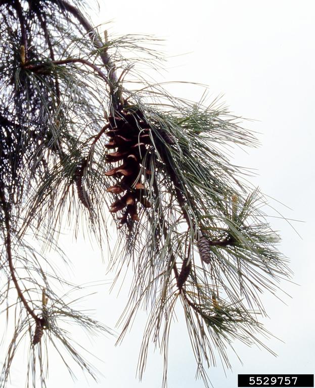 eastern white pine (Pinus strobus L.)