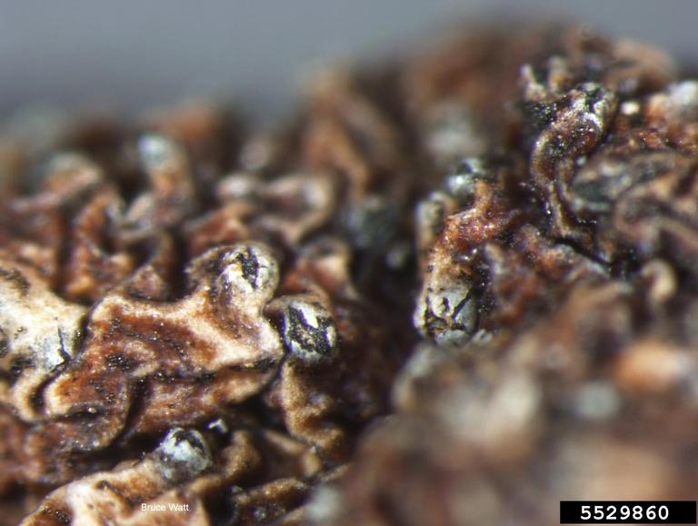 black rot (Botryosphaeria obtusa)